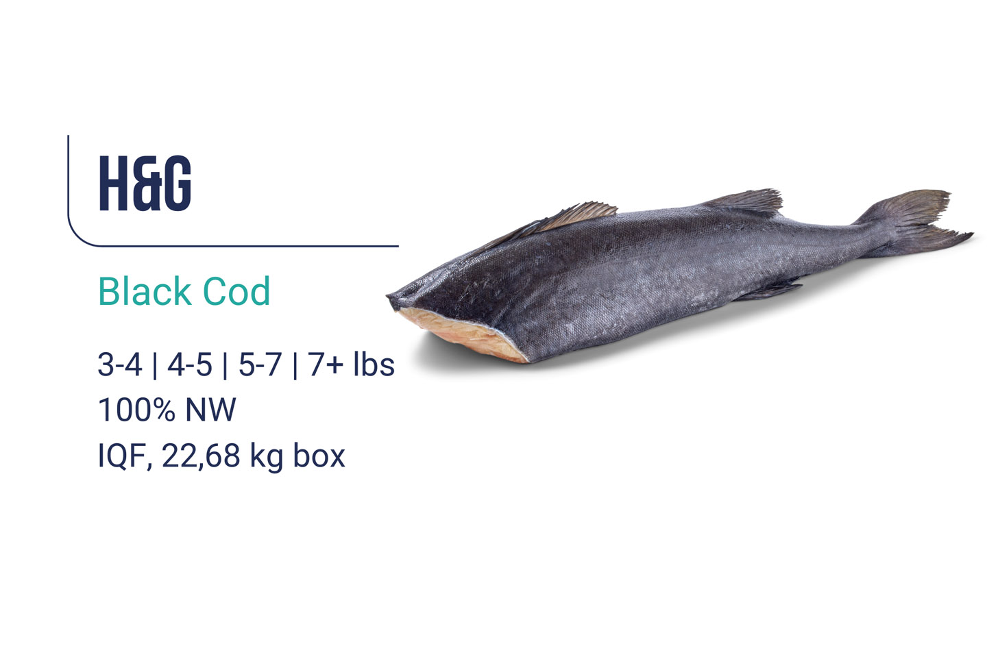 Premium Black Cod - Rich & Delicate flavor | Amacore