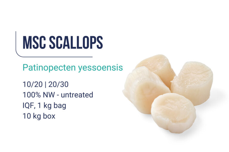 Premium Scallops - Japanese & American selection | Amacore