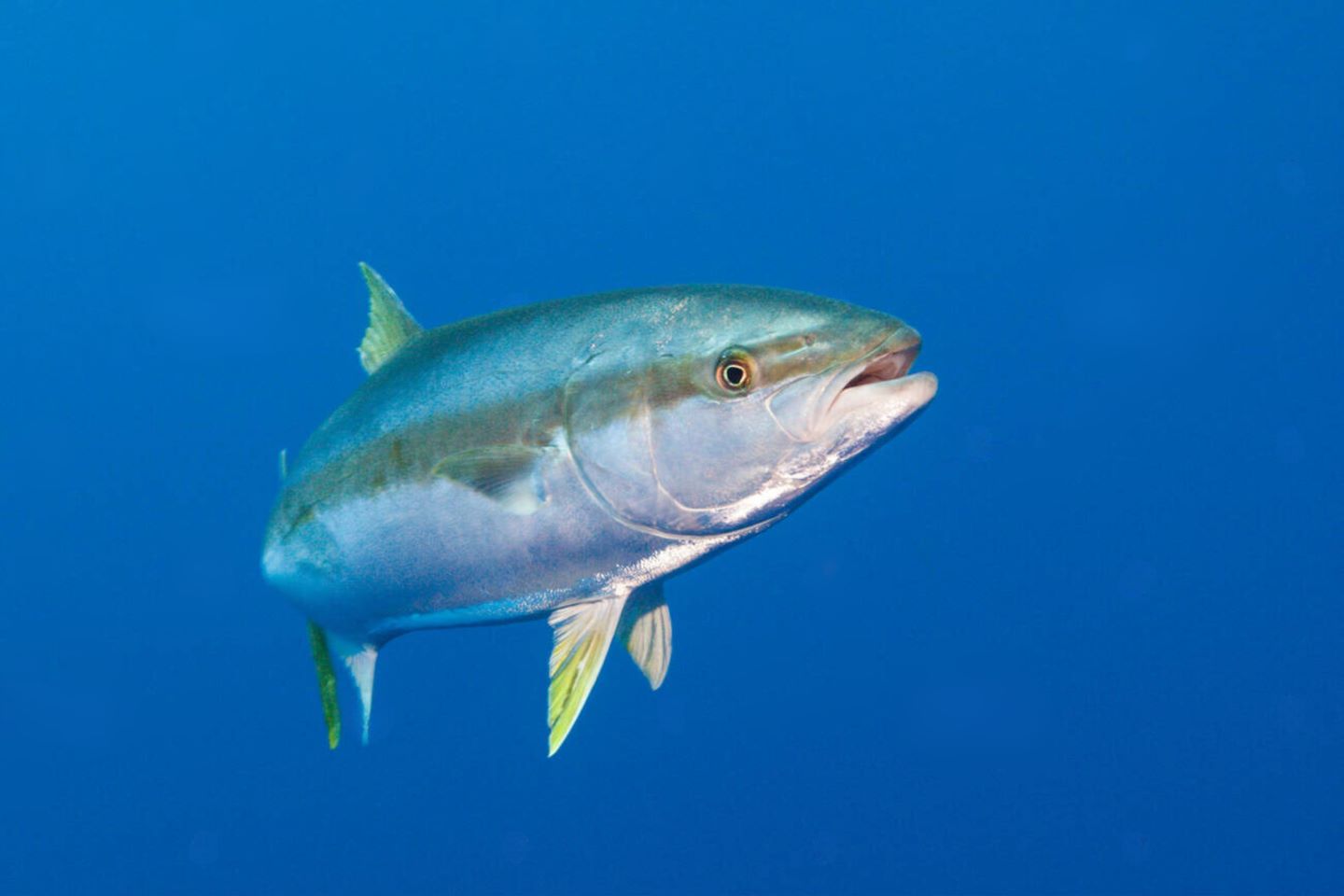 Premium Hamachi - Fresh & Flavourful Yellowtail | Amacore