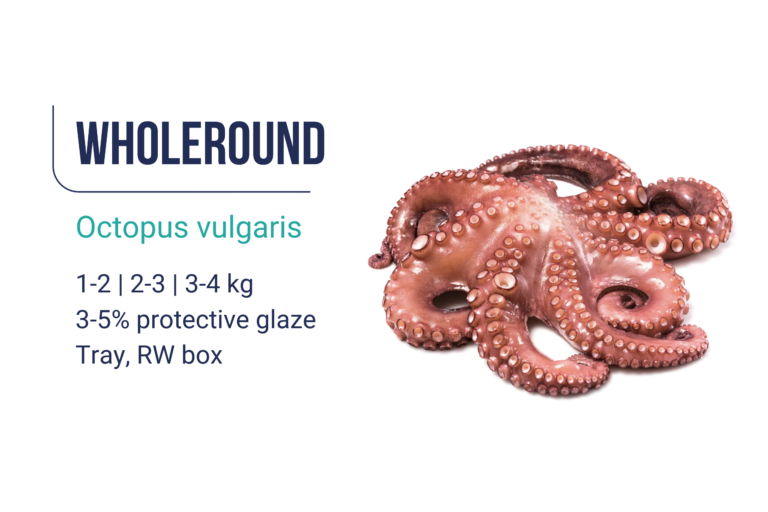 Premium Octopus – Fresh & Versatile Seafood | Amacore