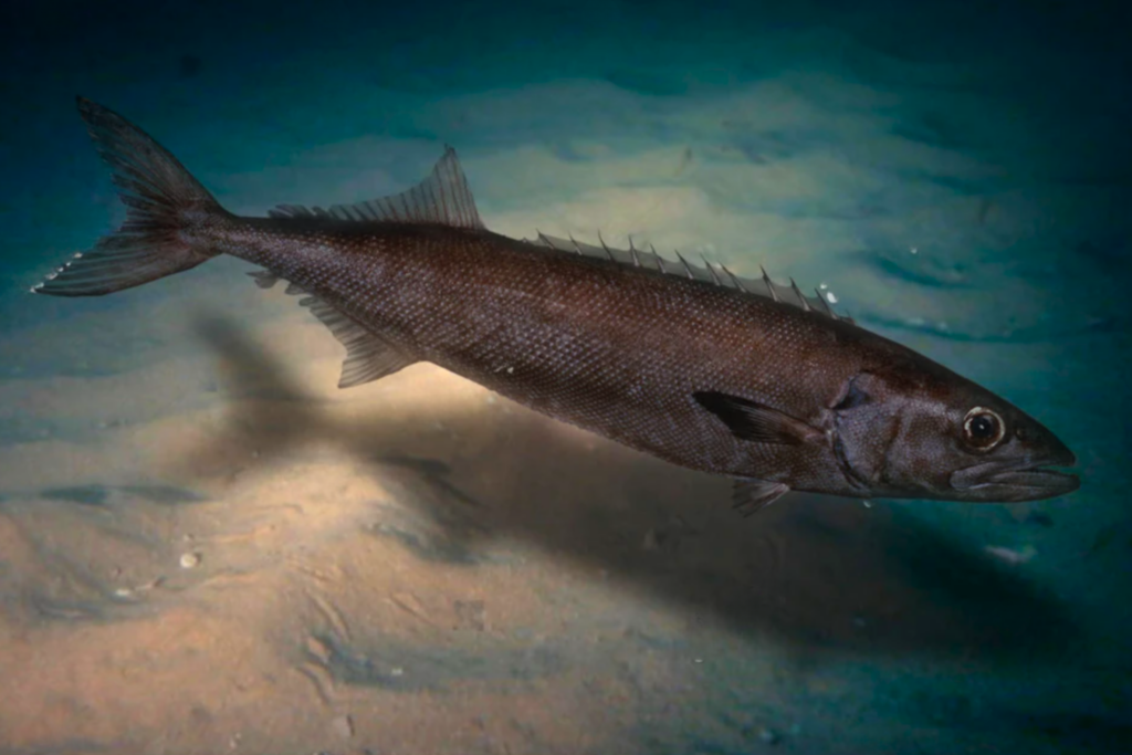 Premium Oilfish - Rich & Flavorful Seafood | Amacore