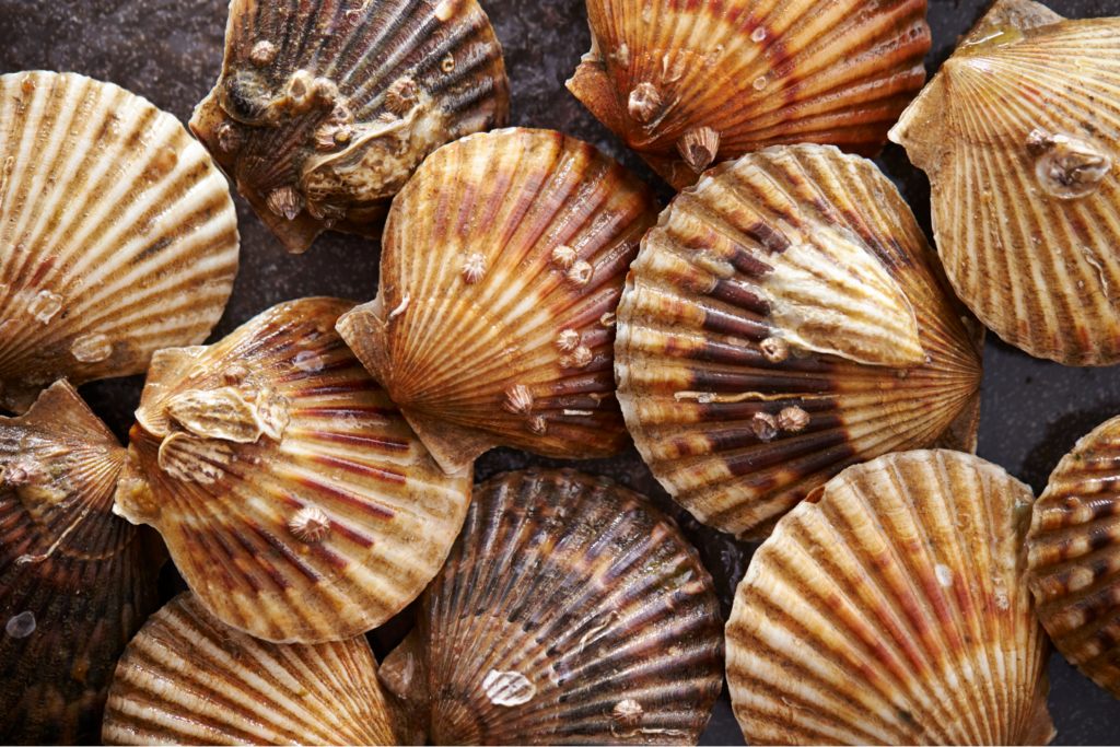 Premium Scallops - Japanese & American selection | Amacore